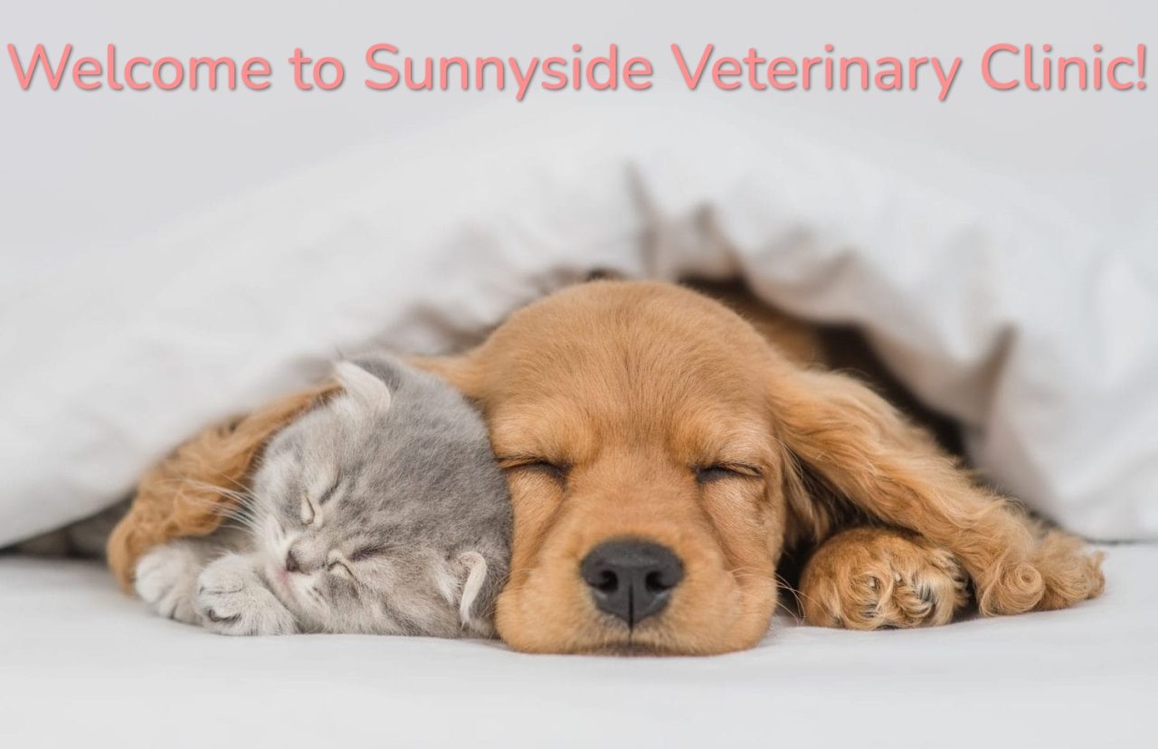 New Client Form - London Pet Vet